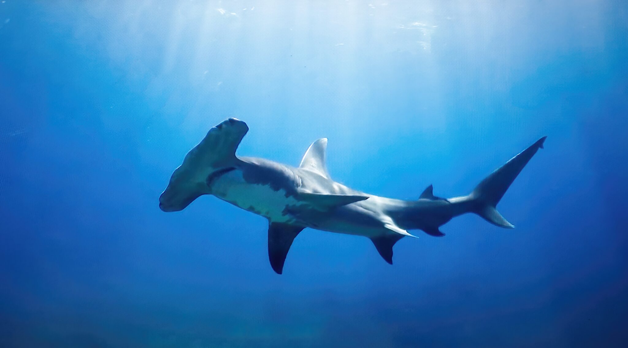 10 Largest Sharks Ever Found Near The Shores Of The US - Animalko