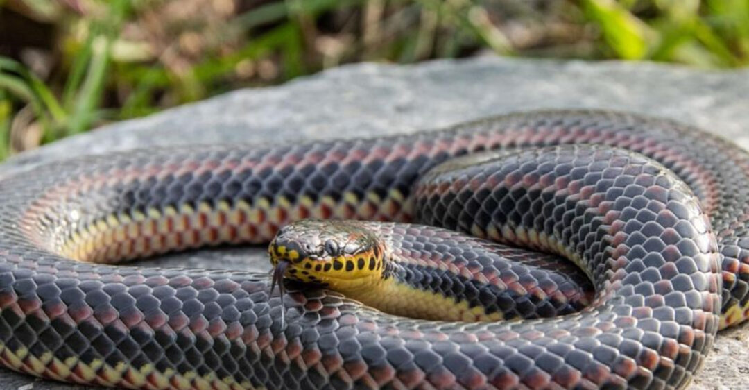 10 Of The Most Venomous Snakes Of Florida