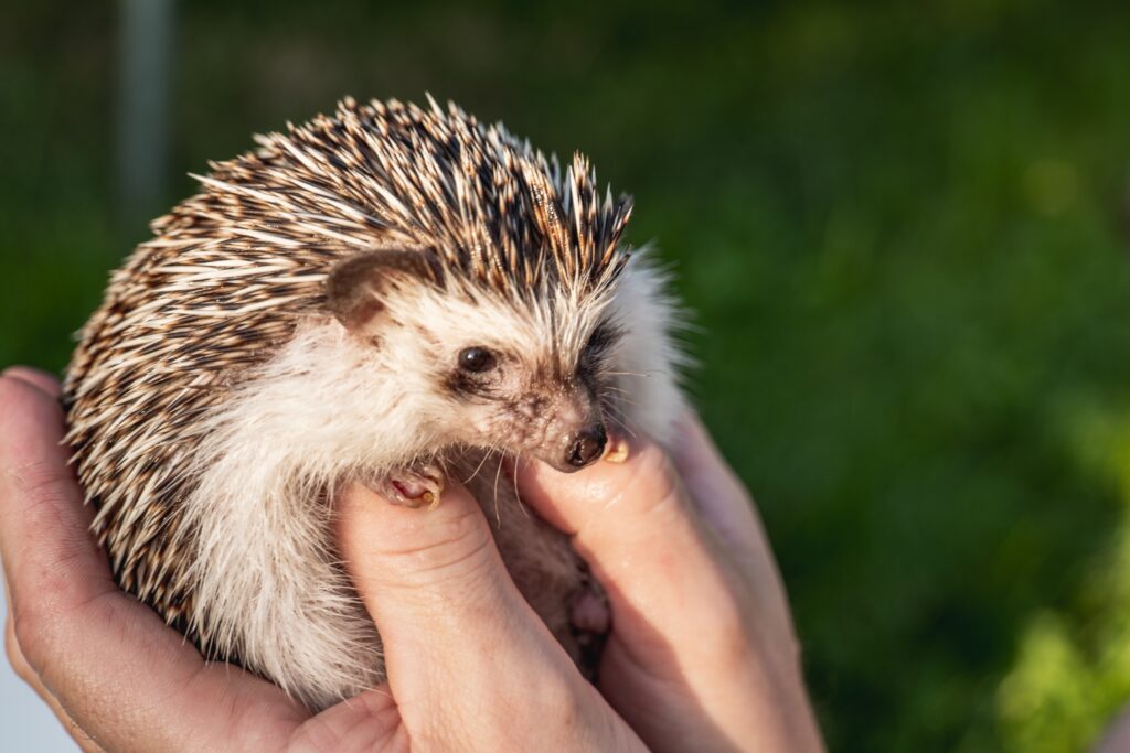 10 Reasons Hedgehogs Make Terrible Pets