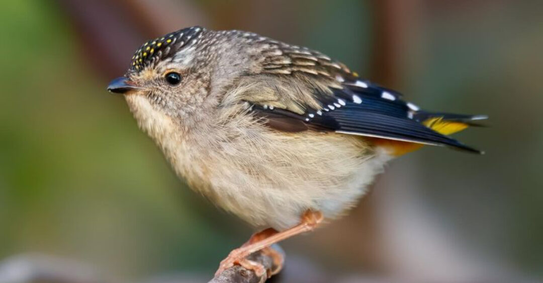 10 Smallest Bird Species You Won’t Believe Exist