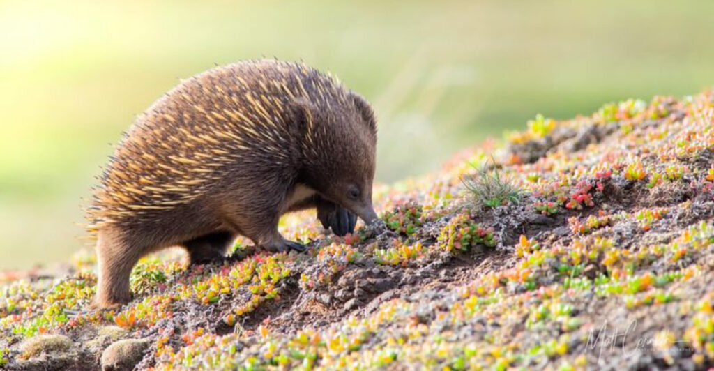 10 Strangest Animals Found In Australia