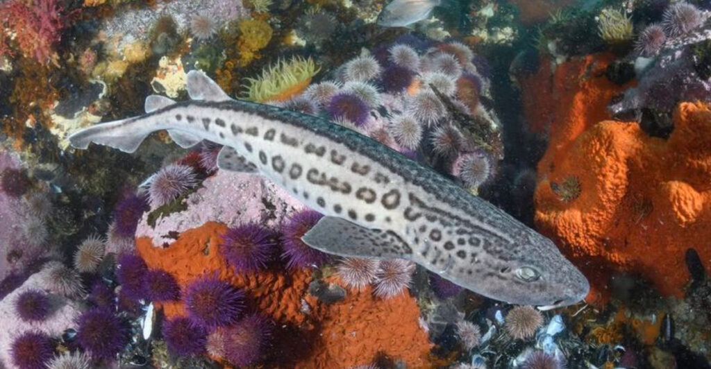 10 Tiny Sharks That Look Cute And Fit In A Tank