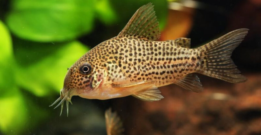 10 Easy-To-Care-For Fish That Are Perfect Pets For Beginners