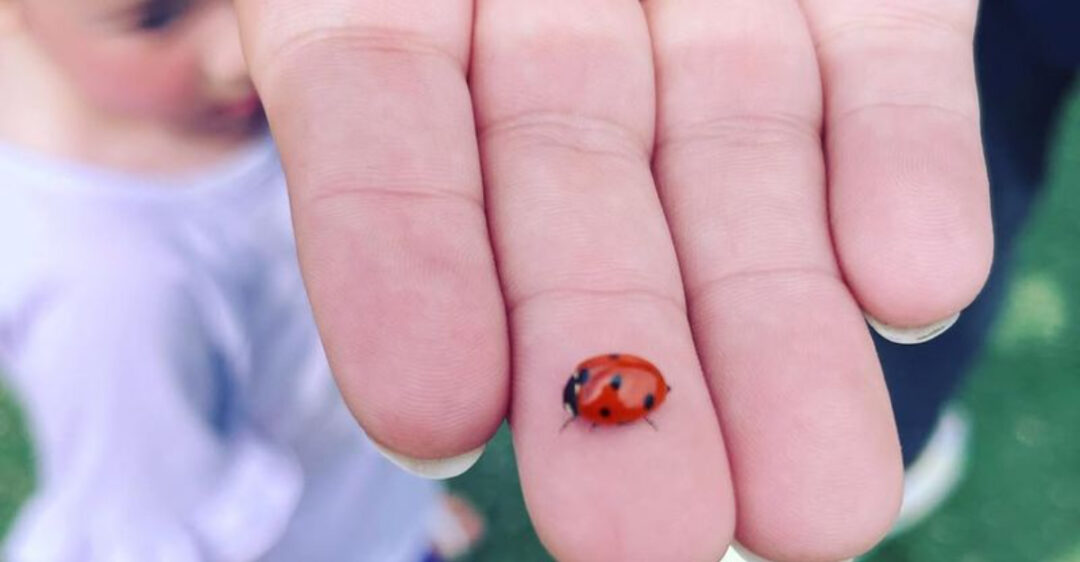 10 Fascinating Meanings Behind A Ladybug Sighting