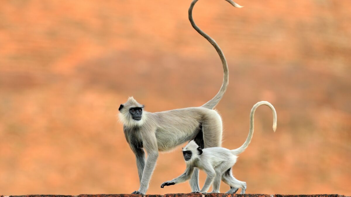 11 Animals That Use Tails As Tools