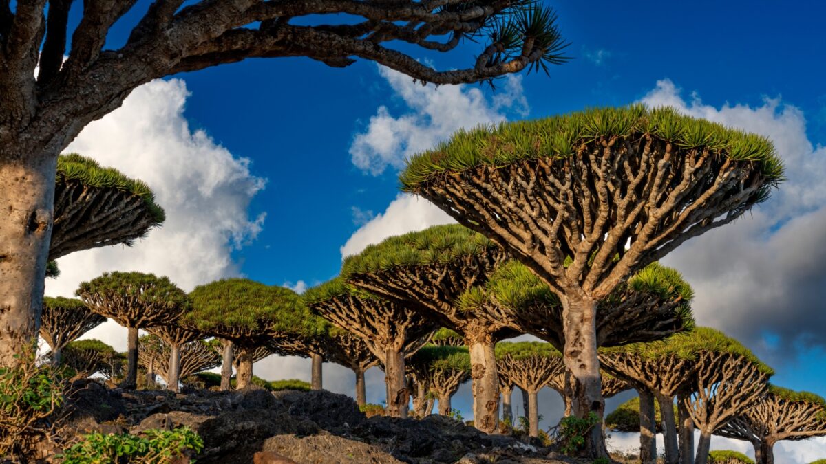 11 Mind-Blowing Plants And Animals You’ll Only Find In Isolated Ecosystems