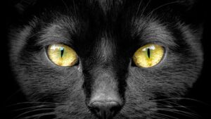 11 Most Common Cat Eye Problems