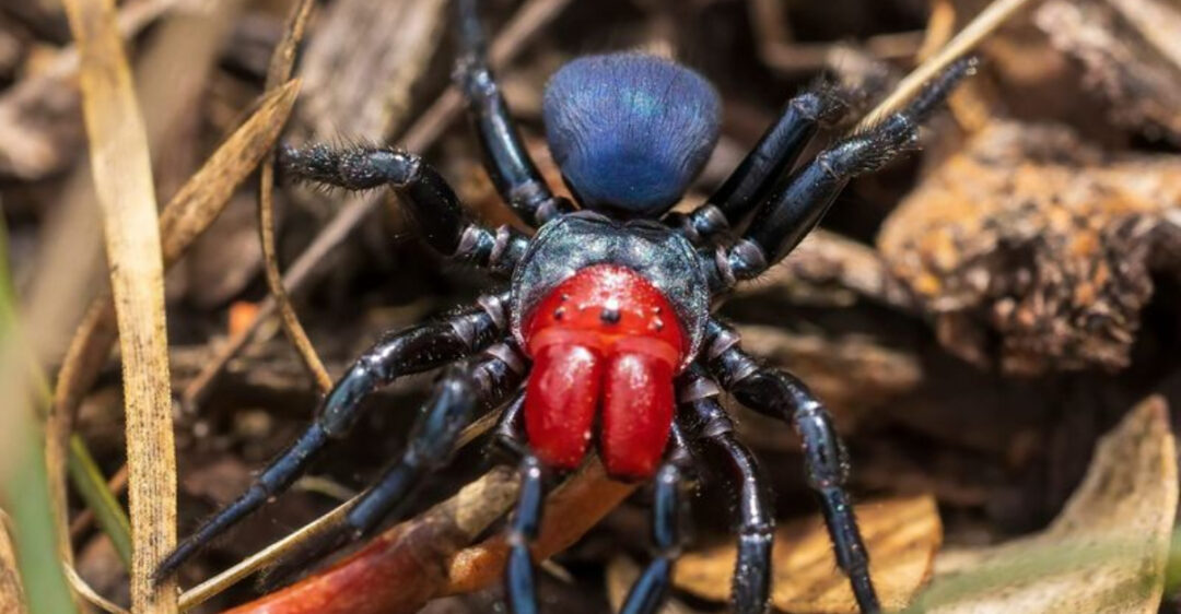 11 Most Dangerous Spiders And Their Venomous Potency