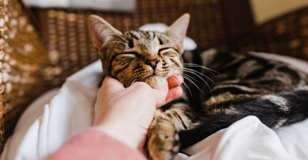 11 Must-Know Vet-Approved Tips For Being The Ultimate Cat Parent In 2025