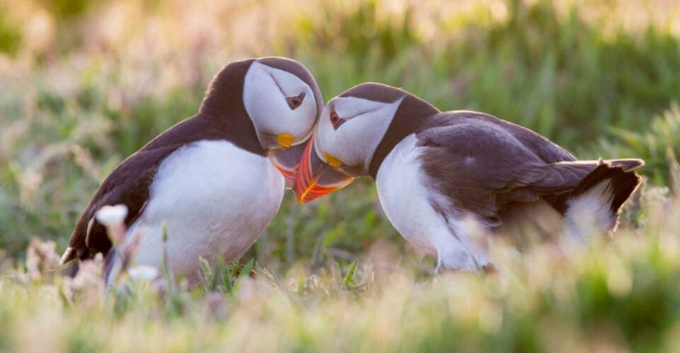 11 Reasons Puffins Are The Most Incredible Birds
