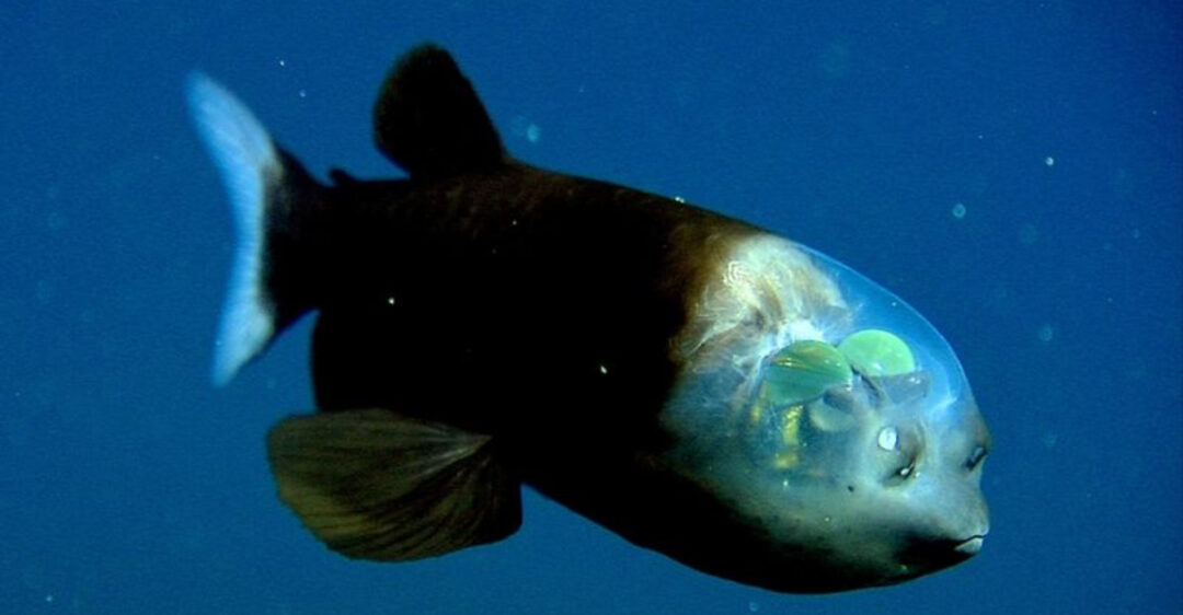11 Strange And Remarkable Fish Species Of The Deep Ocean