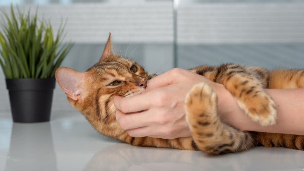 11 Tips To Prevent Your Cat From Biting And Scratching You