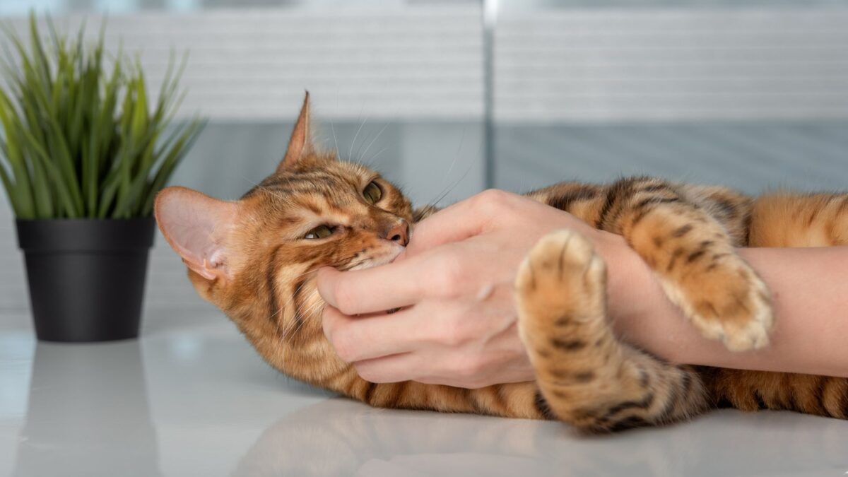 11 Tips To Prevent Your Cat From Biting And Scratching You