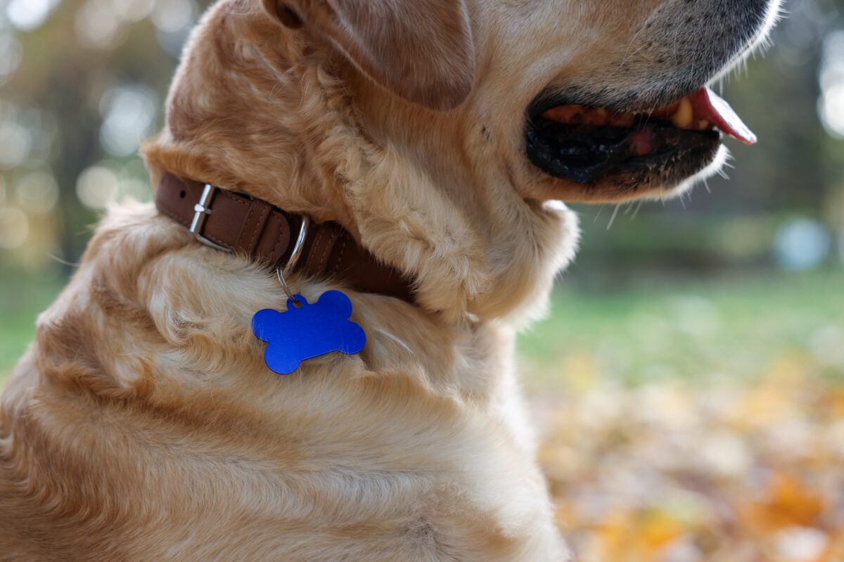 11 Top Dog Collar Colors And Meanings