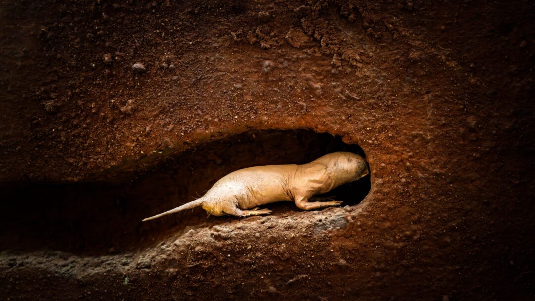 11 Toughest Animals That Will Do Whatever It Takes To Survive