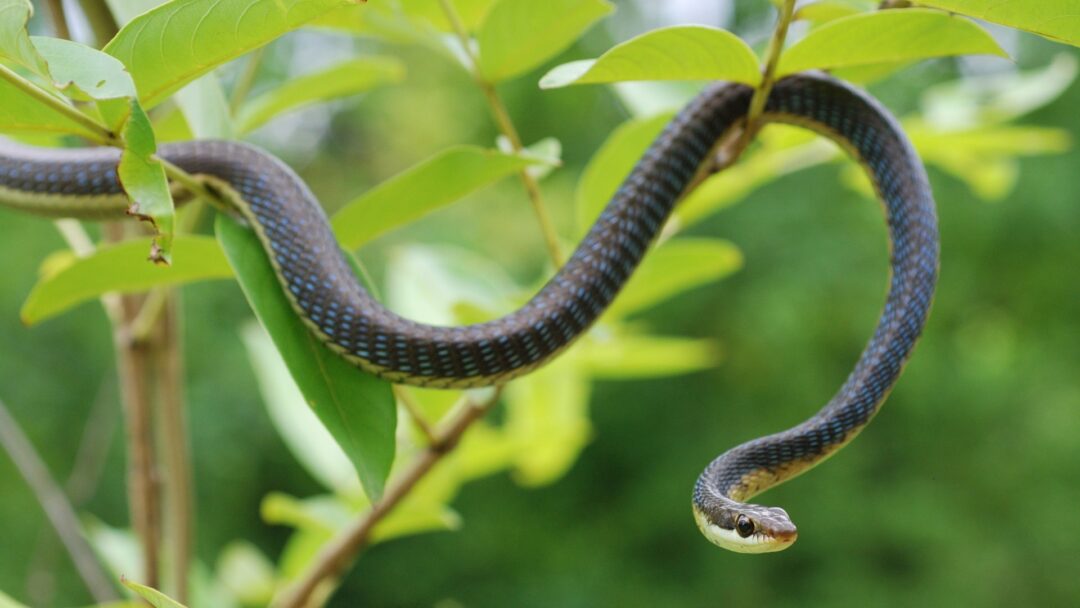 11 Warning Signs Of Snakes In Your Yard