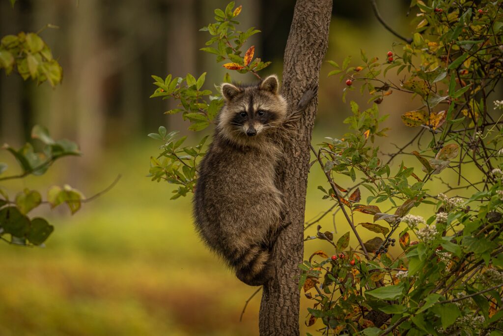 11 Wild Predators That Target Raccoons