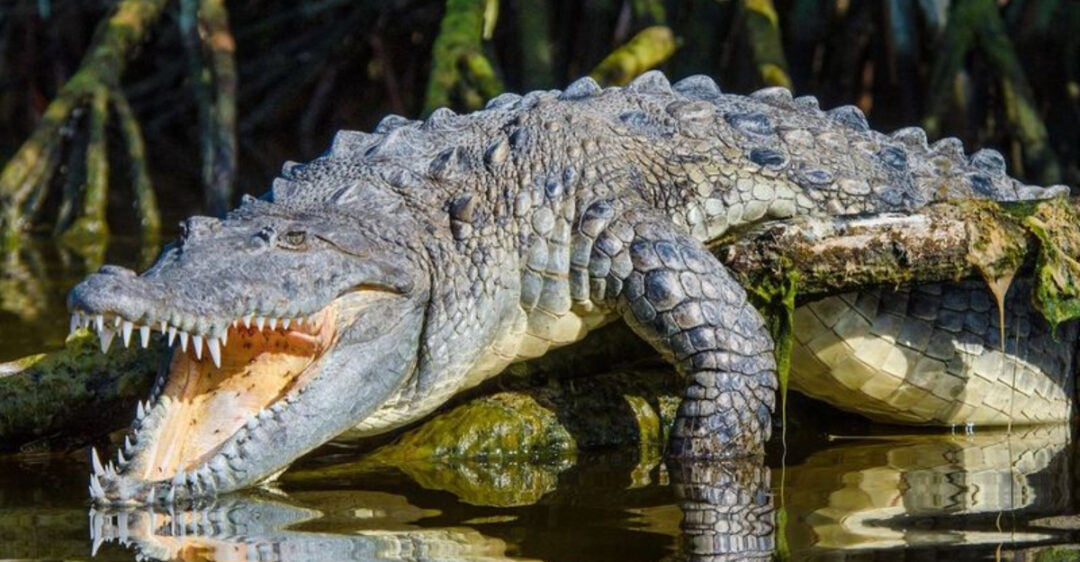 11 Alligator-Infested Florida Rivers You’ll Want To Steer Clear Of