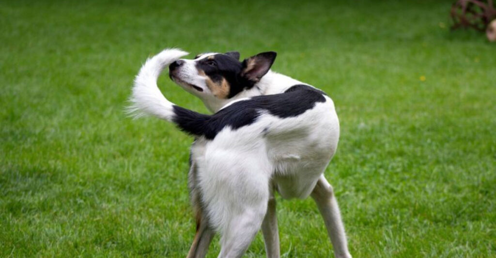 11 Common Dog Myths – And Why They're Totally Wrong
