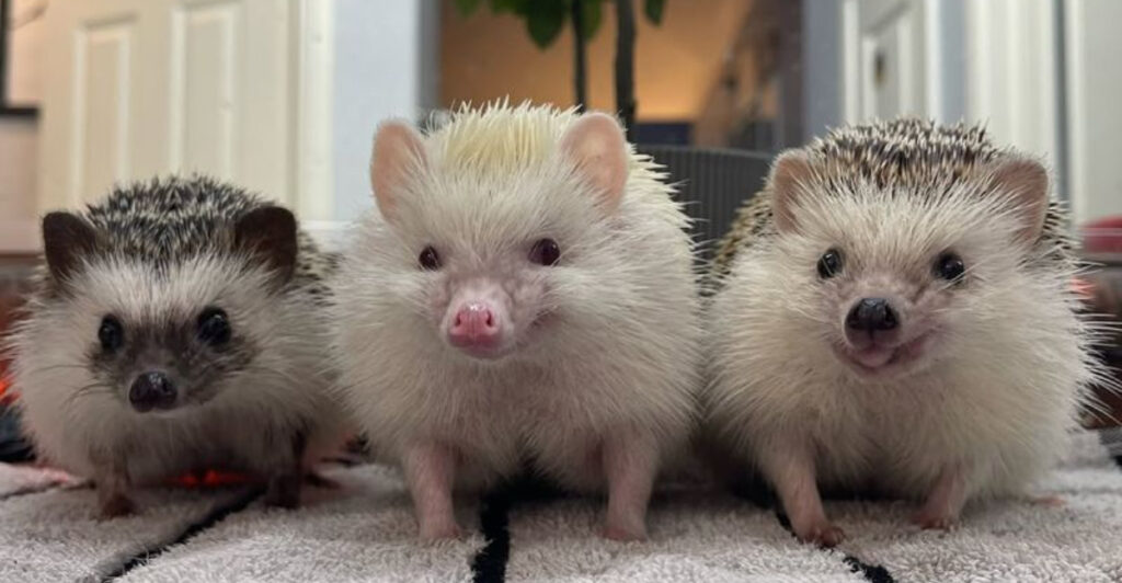 11 Incredible Hedgehog Facts That Will Make You Love Them Even More