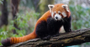 12 Amazing Facts About The Quirky Red Panda