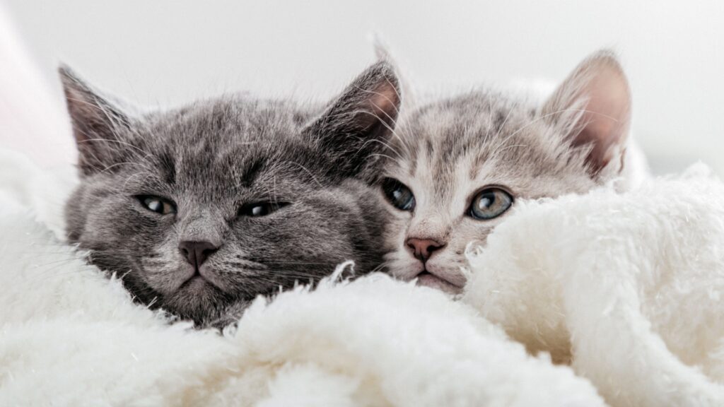 12 Animals That Are Surprisingly Emotional And Compassionate