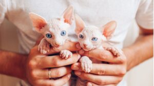 12 Animals With No Hair Or Fur On Their Body