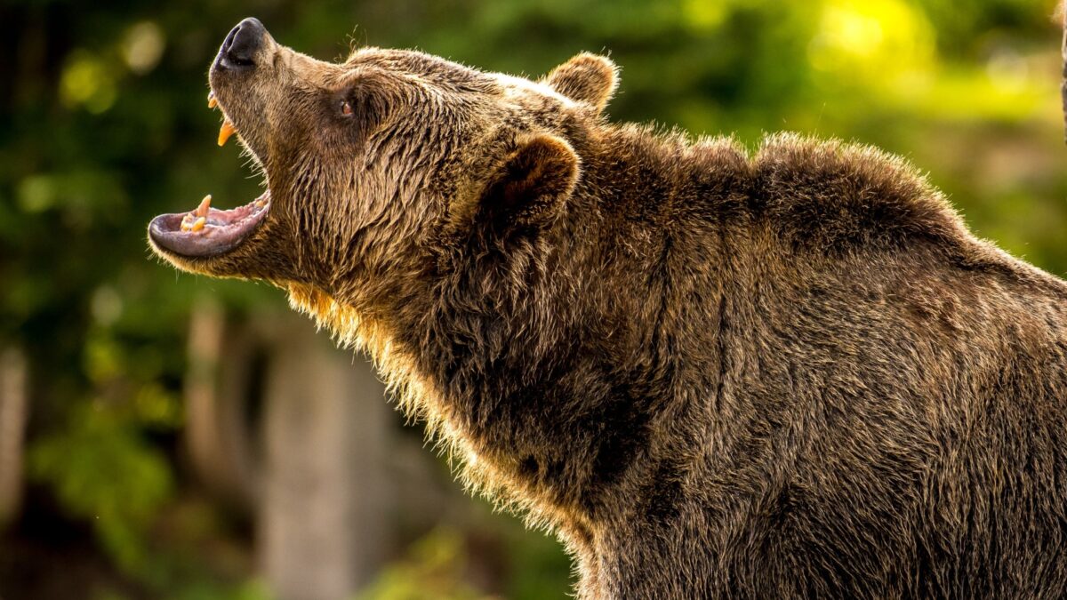 12 Bear Species Ranked By How Dangerous They Are