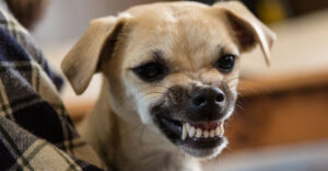 12 Common Bad Dog Behaviors And How You Can Stop Them