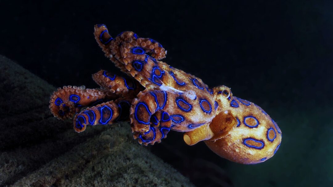 12 Dangerous Sea Creatures You Might Encounter At The Beach - Animalko