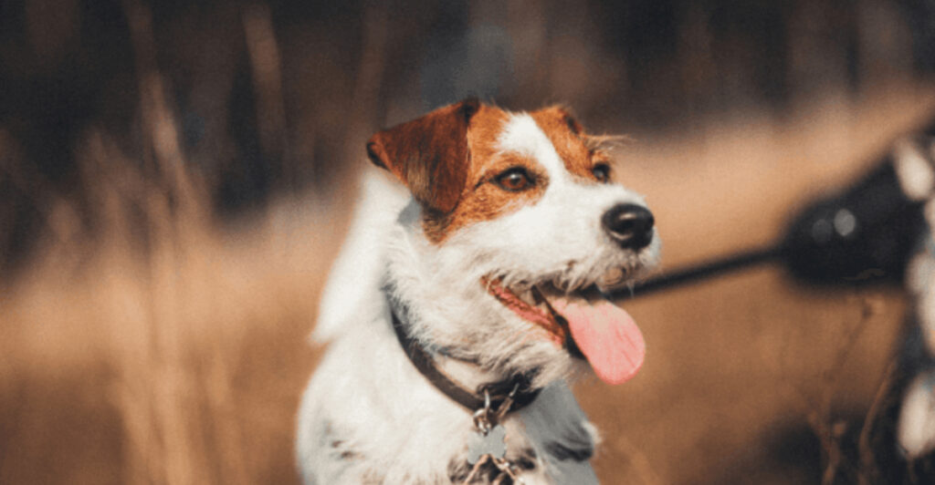 12 Differences Between The Jack Russell And Parson Russell Terriers