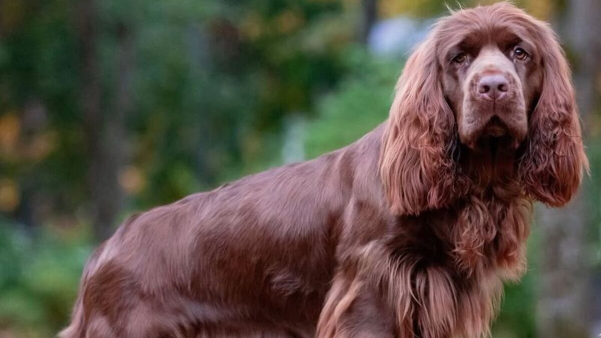 12 Dog Breeds That Share A Striking Resemblance To Cocker Spaniels