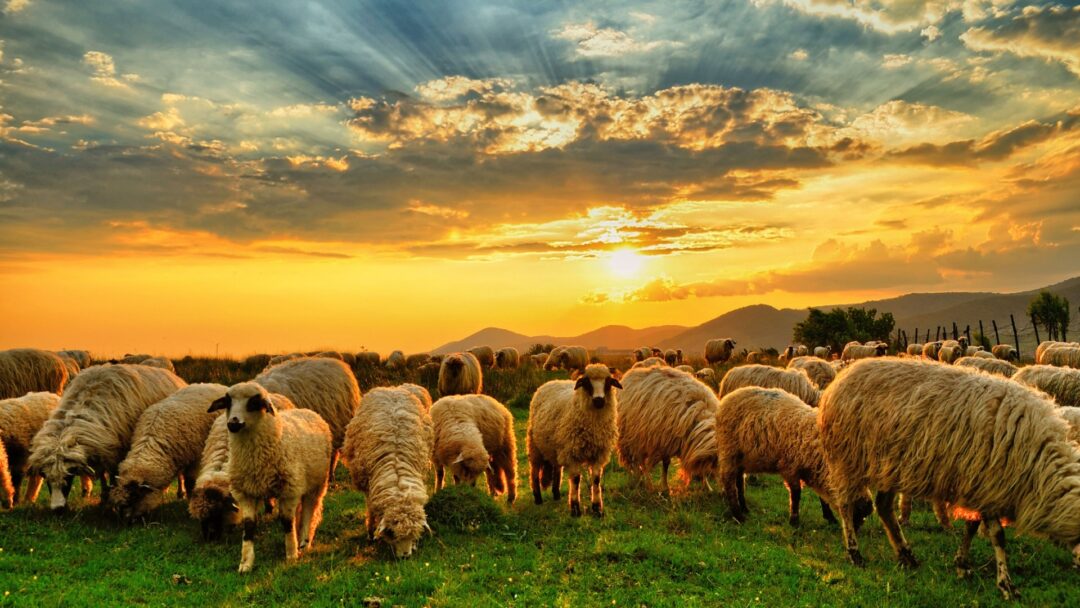 12 Farm Animals That Are Easy To Care For