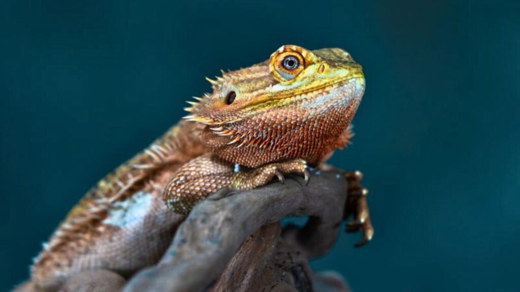 12 Fascinating Things You Didn’t Know About Bearded Dragons - Animalko