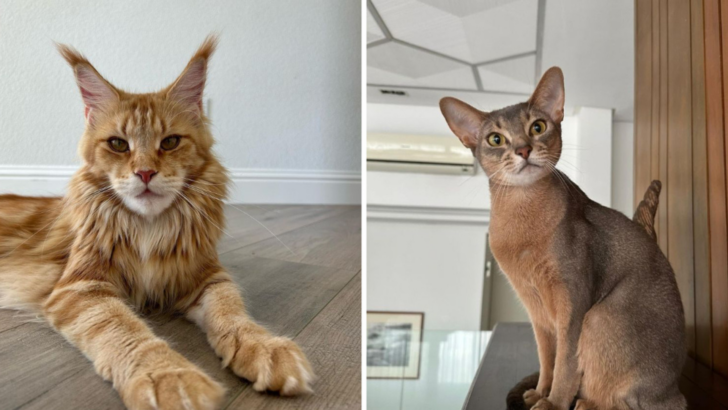 12 Feline Guardians That Make Home Protection Their Top Priority - Animalko