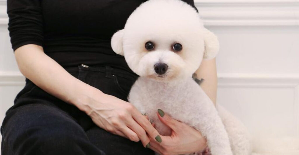 12 Friendliest Dog Breeds That Love People - Animalko
