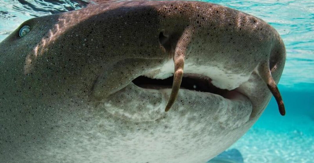12 Giant Sharks That Have Swum Shockingly Close To U.S. Shores