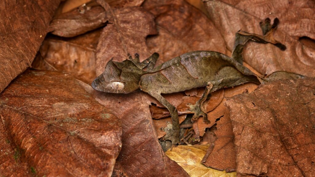 12 Leaf-Like Animals That Will Leave You Stunned