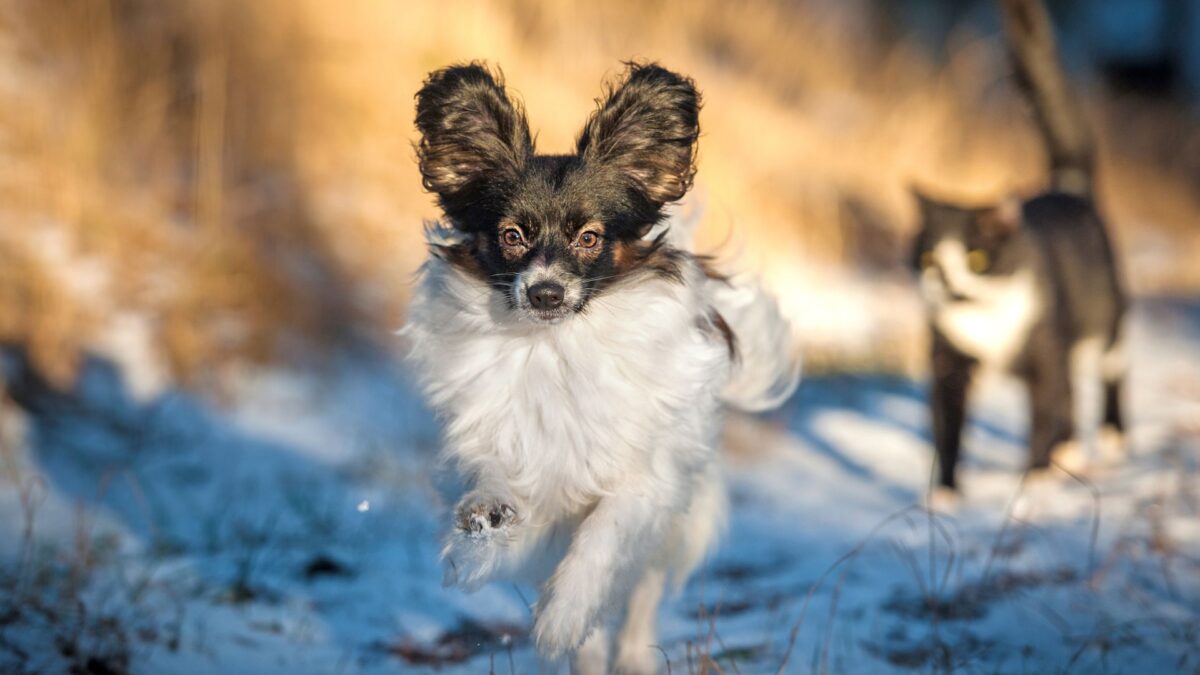 12 Of America’s Favorite Dog Breeds With Cat-Like Personalities