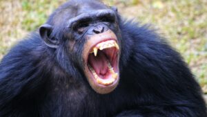 12 Of The Most Dangerous Monkeys In The World Ranked - Animalko