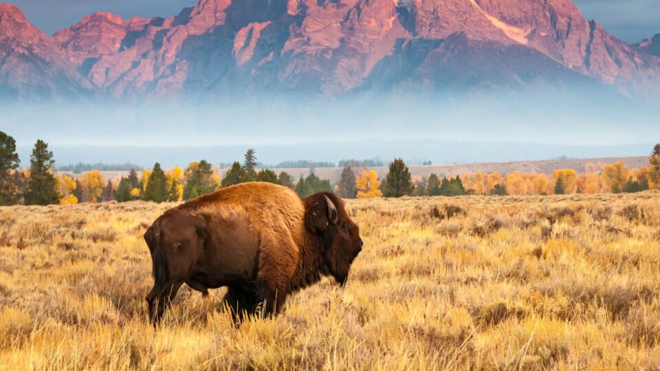 12 Of The Most Powerful Animals On Earth