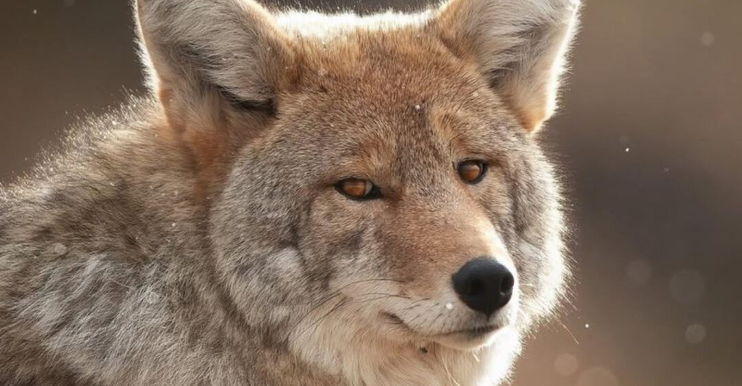 12 Spirit Animals That Teach Life-Changing Lessons