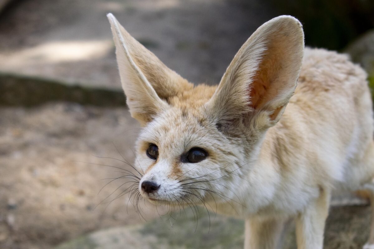 12 States Where You Can Own Fennec Foxes As Pets