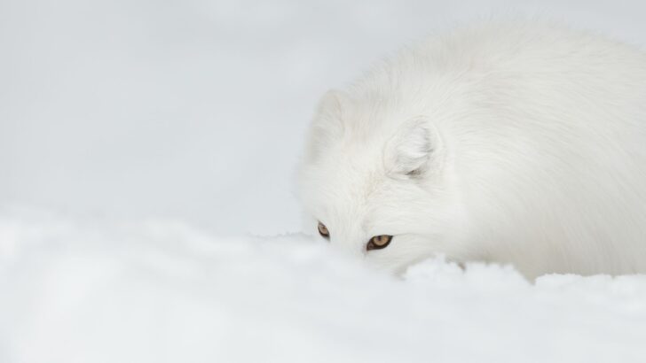 12 Stunning Animals That Are Masters At Hiding