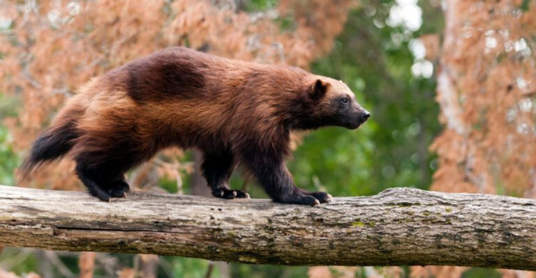 12 U.S. States That Are Wolverine Hotspots (And Fun Facts About Them)