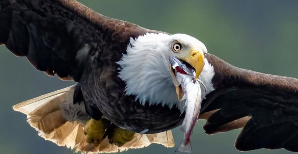 12 Unbelievable Animal Records You’ve Got To See To Believe