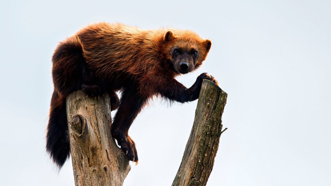 12 Wild Facts About Alaska’s Fierce Wolverines