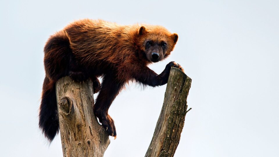 12 Wild Facts About Alaska’s Fierce Wolverines