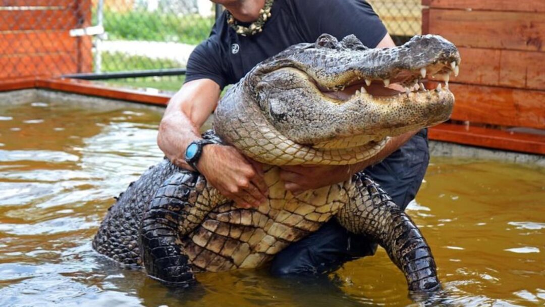 12 Wild Facts About The Largest Alligator Ever Discovered In The ...