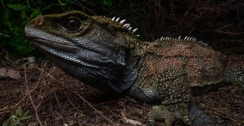 12 Amazing Prehistoric-Looking Animals That Still Roam The Earth